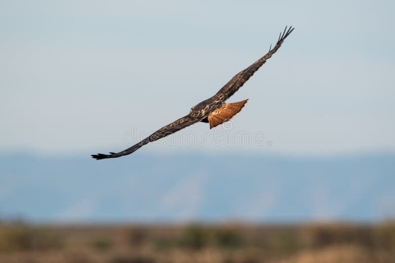 Red tailed Hawk flying stock photo. Image of animal - 260119270