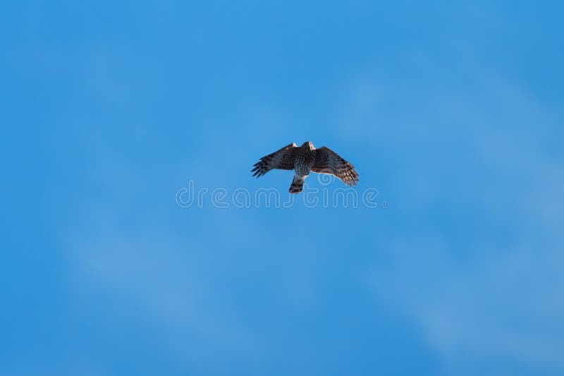 Red tailed hawk flying stock image. Image of redtailed - 274004221