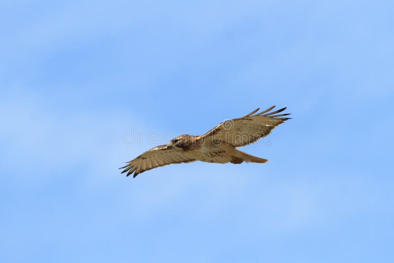 Red-tailed Hawk with a Mouse in Its Talons Stock Photo - Image of hawk ...