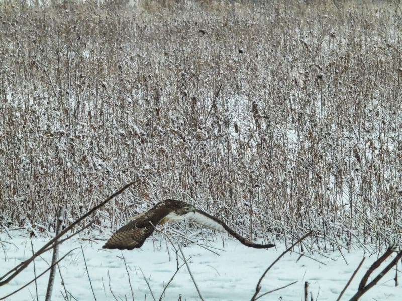 Red-Tailed Hawk Flying after Being on the Snowy Ground Stock Photo ...