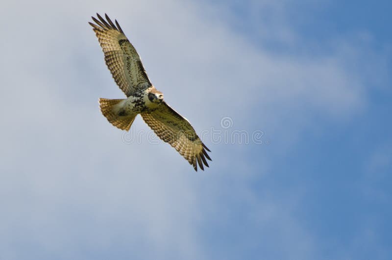 Red Tailed Hawk Flying in a Blue Sky Stock Photo - Image of buteo, baby ...