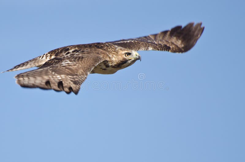Red-Tailed Hawk Flying in Blue Sky Stock Image - Image of soaring ...