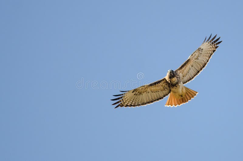 Red Tailed Hawk Flying in a Blue Sky Stock Image - Image of wild ...