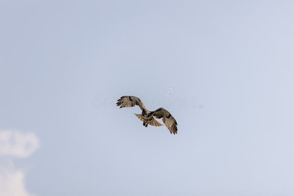 Red-tailed Hawk Flying in the Calm Blue Sky Stock Photo - Image of ...