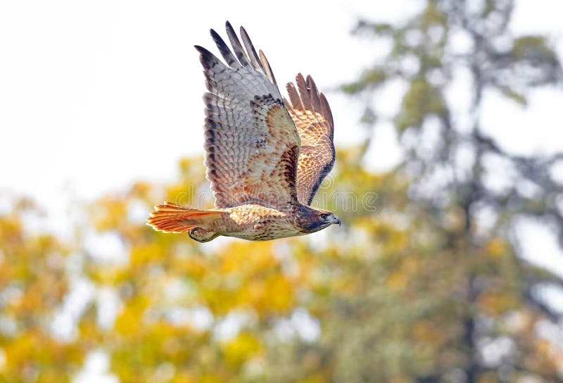 Red-tailed Hawk Flying Closely by Against a Fall Season Background ...