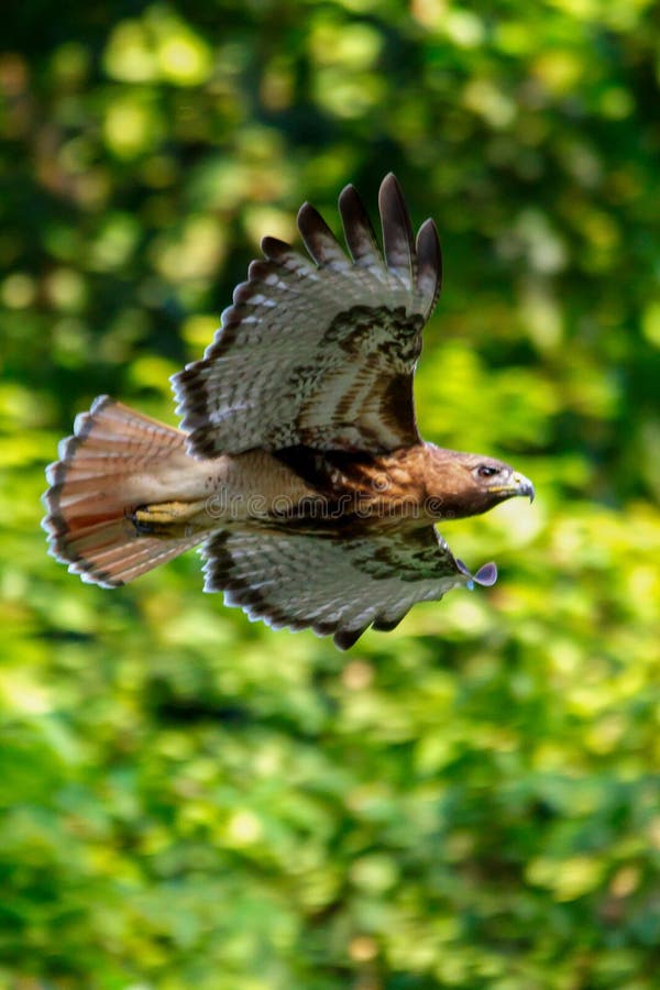 Red Tailed Hawk Flying with Extended Wings Stock Image - Image of rico ...