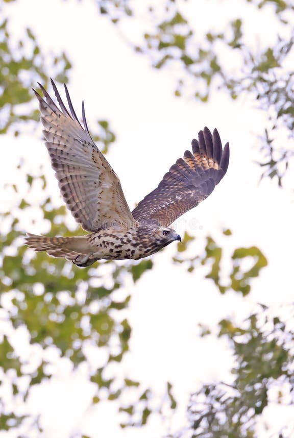 Red-tailed Hawk Flying in the Forest, Quebec Stock Photo - Image of ...