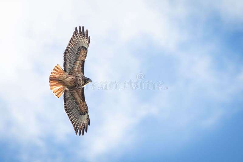 Red-tailed Hawk Flying Up in the Sky Stock Image - Image of prey, bird ...