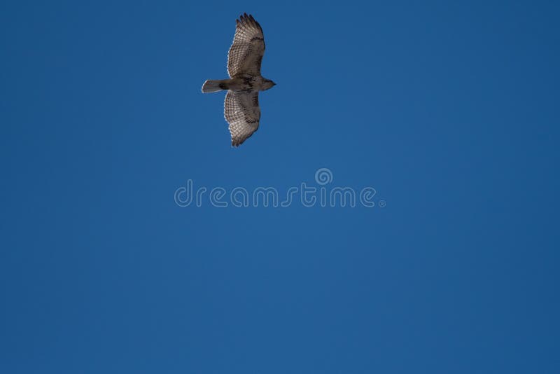 Red-tailed Hawk Flying High in a Blue Sky on a Sunny Day Stock Image ...
