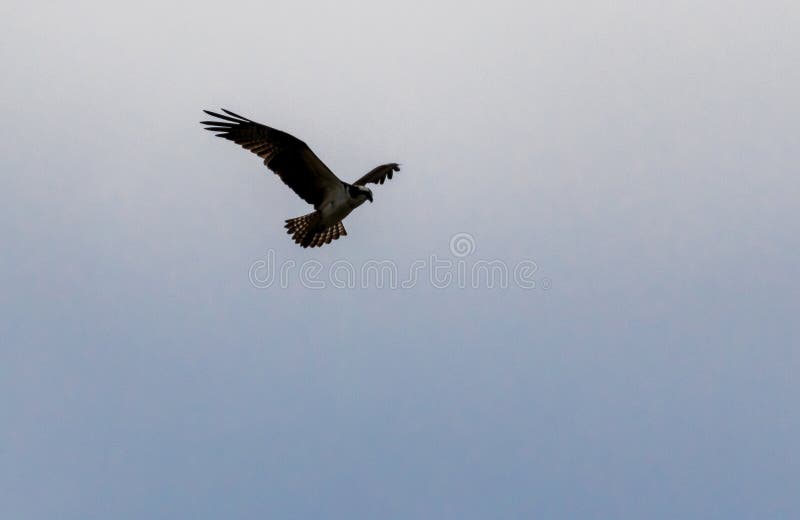 Red Tailed Hawk Flying High in Sky Stock Image - Image of wildlife ...