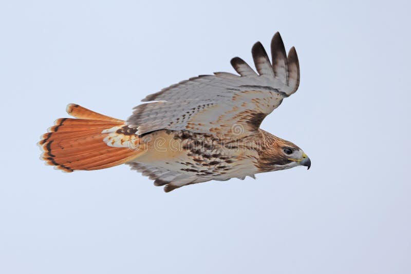 Red-tailed Hawk Flying Isolated on a Grey Background, Quebec Stock ...