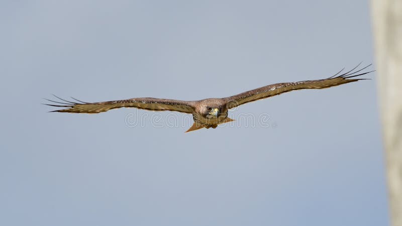 Eagle Flying Towards Camera Stock Photos - Free & Royalty-Free Stock ...