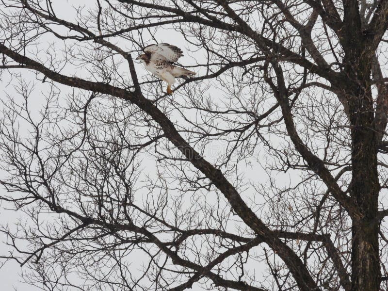 Red-Tailed Hawk Flying from a Tree Branch Stock Image - Image of ...