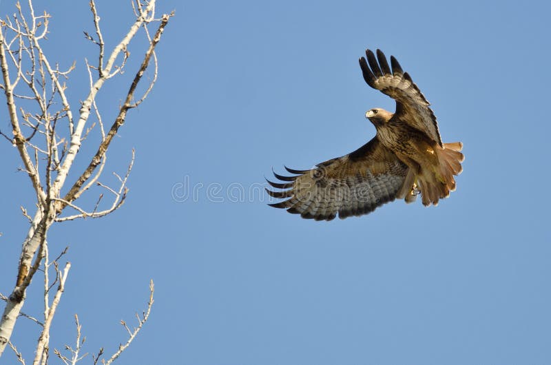 Red-Tailed Hawk Flying among the Trees Stock Image - Image of buteo ...