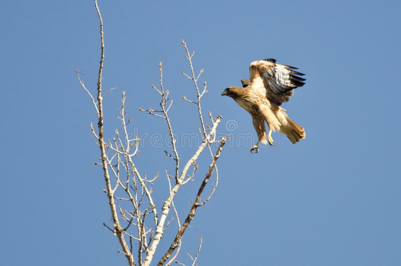 Red-Tailed Hawk Flying among the Trees Stock Image - Image of wild ...