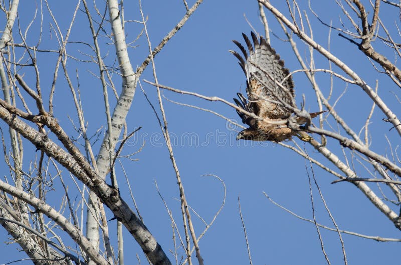 Red-Tailed Hawk Flying among the Trees Stock Photo - Image of flying ...