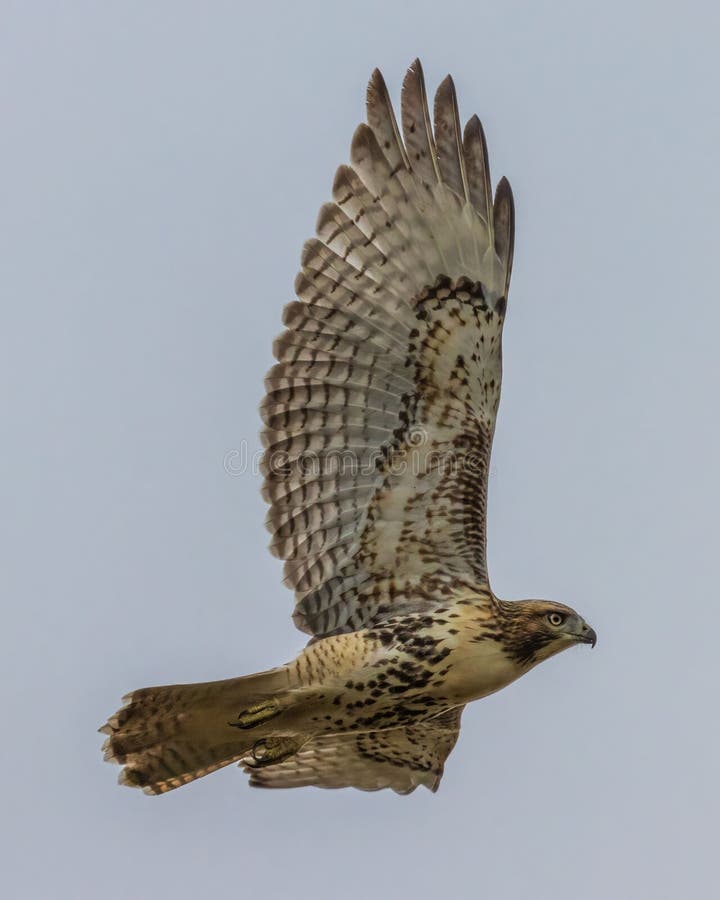 Red-tailed Hawk Flying Up in the Sky Stock Image - Image of prey, bird ...