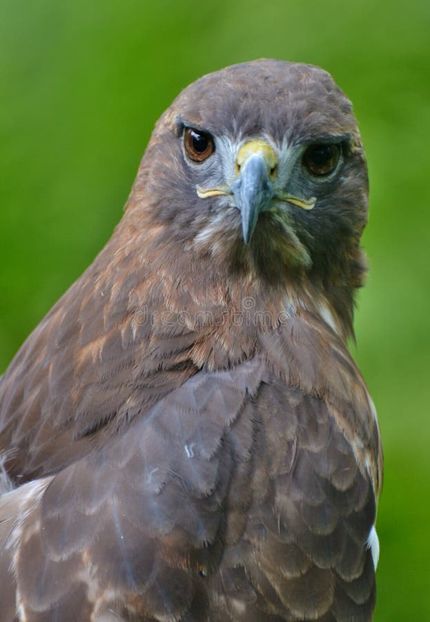 Red-Tailed Hawk in Forest stock photo. Image of close - 51977252