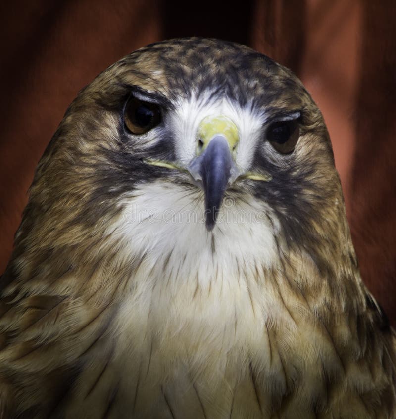 Red-Tailed Hawk Stock Photo - Image: 39540896