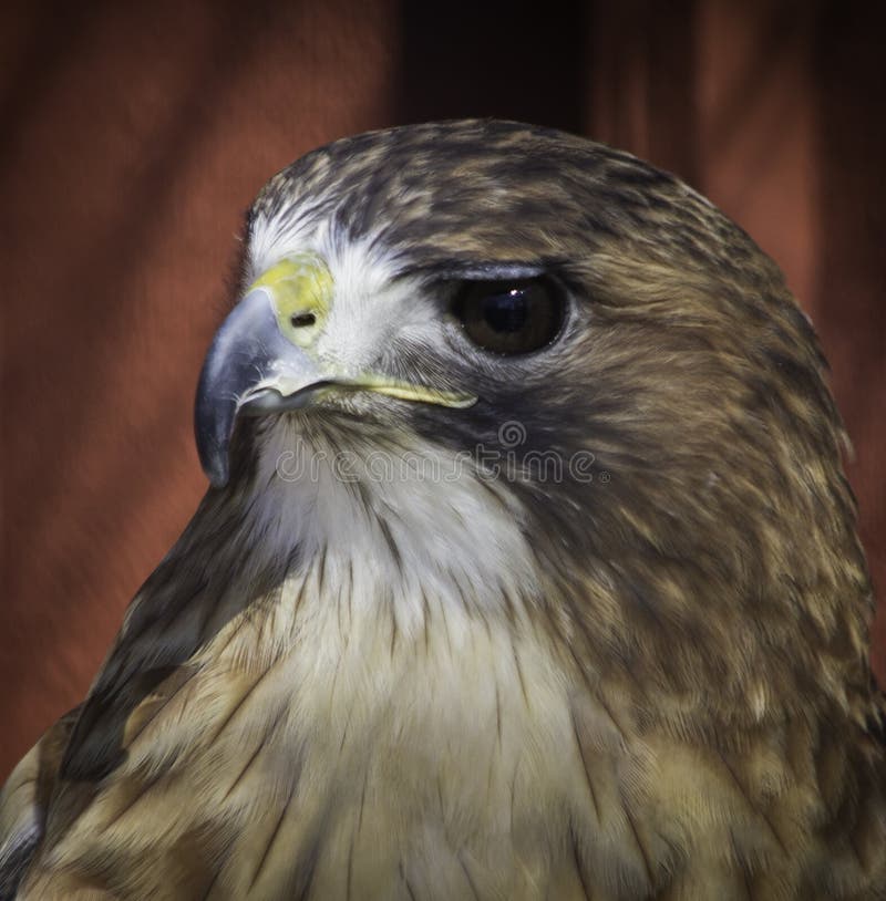 Front view of Hawk head stock image. Image of feather - 41513051