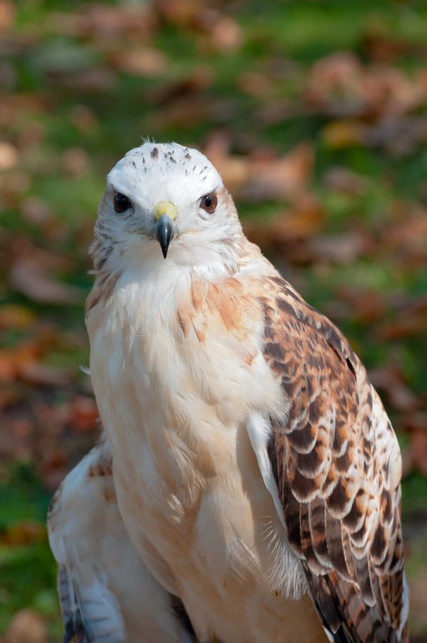 Hawk with full body stance stock photo. Image of tree - 81061004