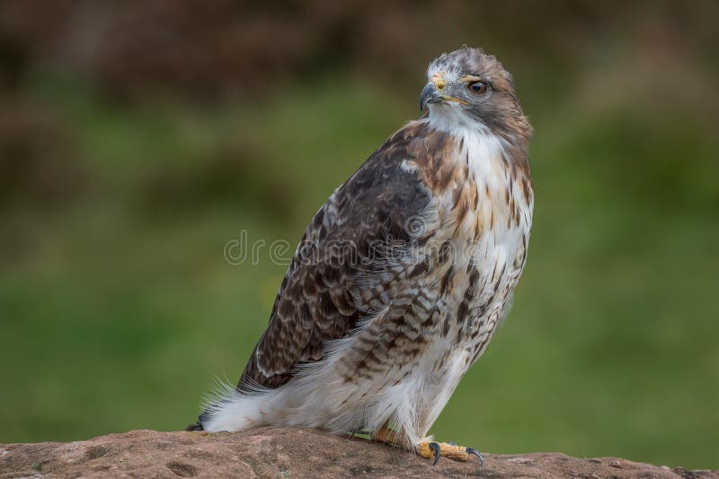Red tailed hawk stock image. Image of profile, face - 101909975