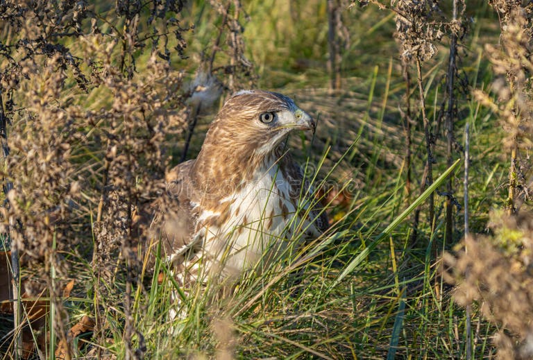 Red Tailed Hawk Gets a Close Up Stock Image - Image of feather, prey ...
