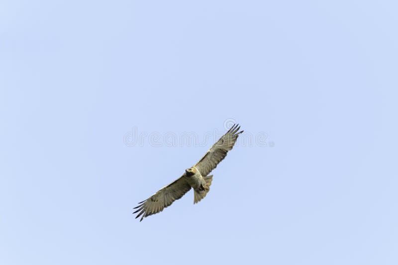 Red-tailed Hawk Gliding Overhead Stock Image - Image of text, copy ...
