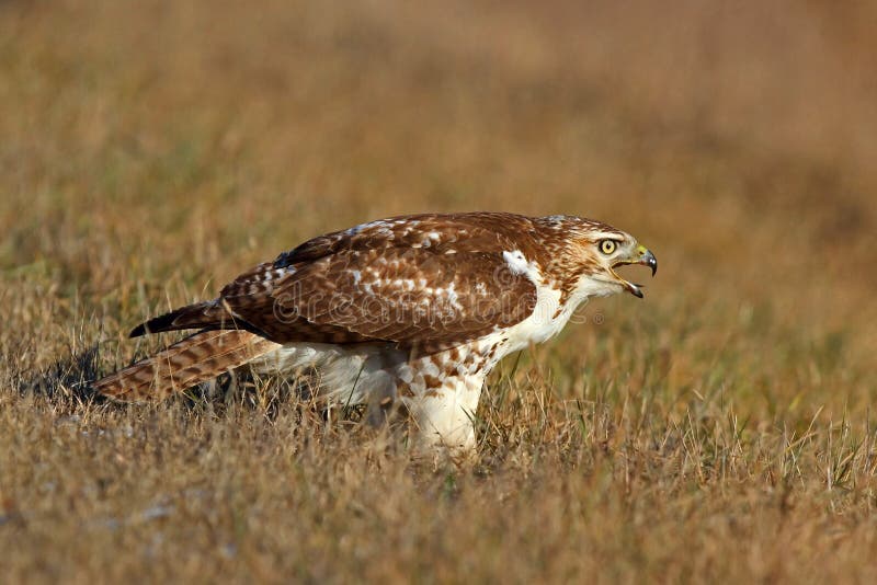 Red-tailed hawk stock image. Image of predator, portrait - 83158445