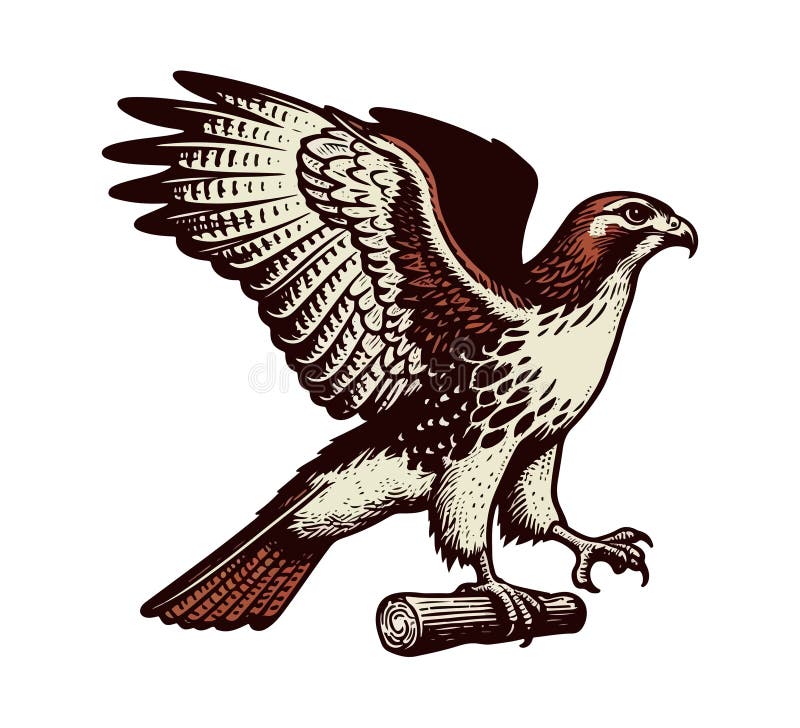 Red-tailed Hawk Hand Drawn Vector Illustration Stock Vector ...