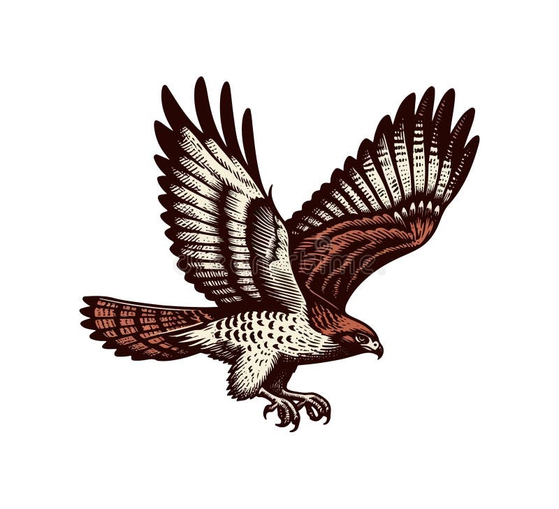Red-tailed Hawk Hand Drawn Vector Illustration Stock Illustration ...