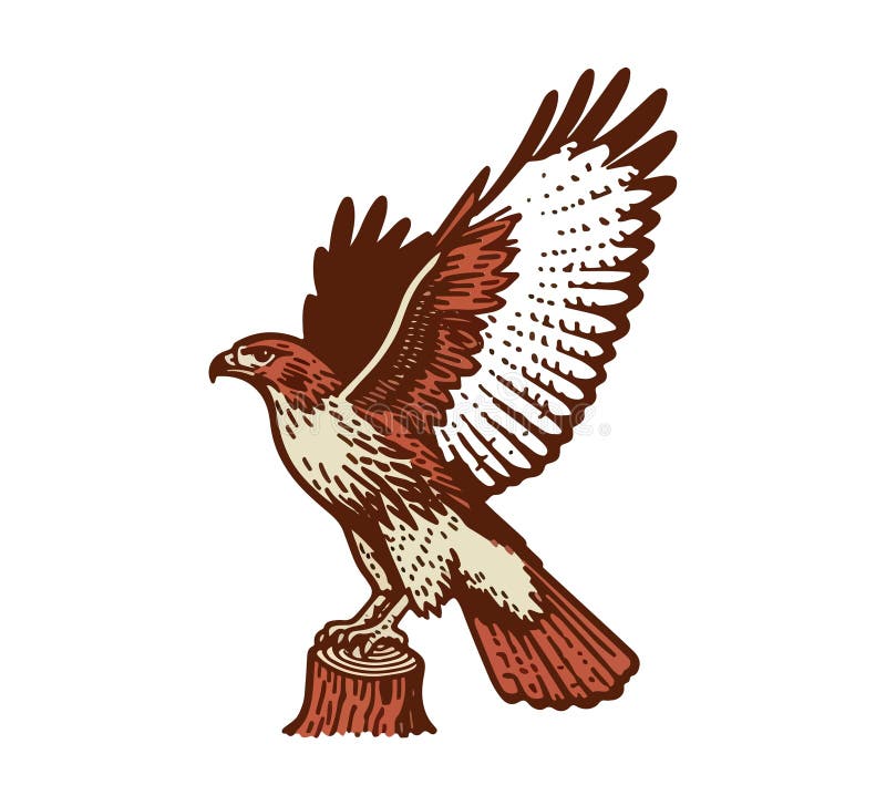 Red-tailed Hawk Hand Drawn Vector Illustration Stock Vector ...