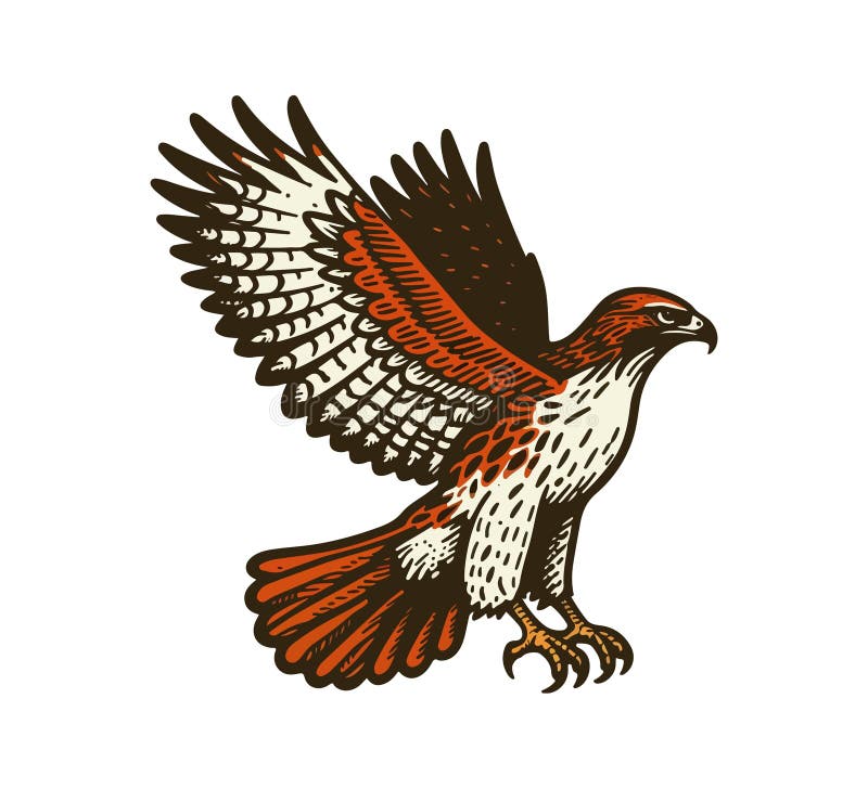 Red-tailed Hawk Hand Drawn Vector Illustration Stock Illustration ...