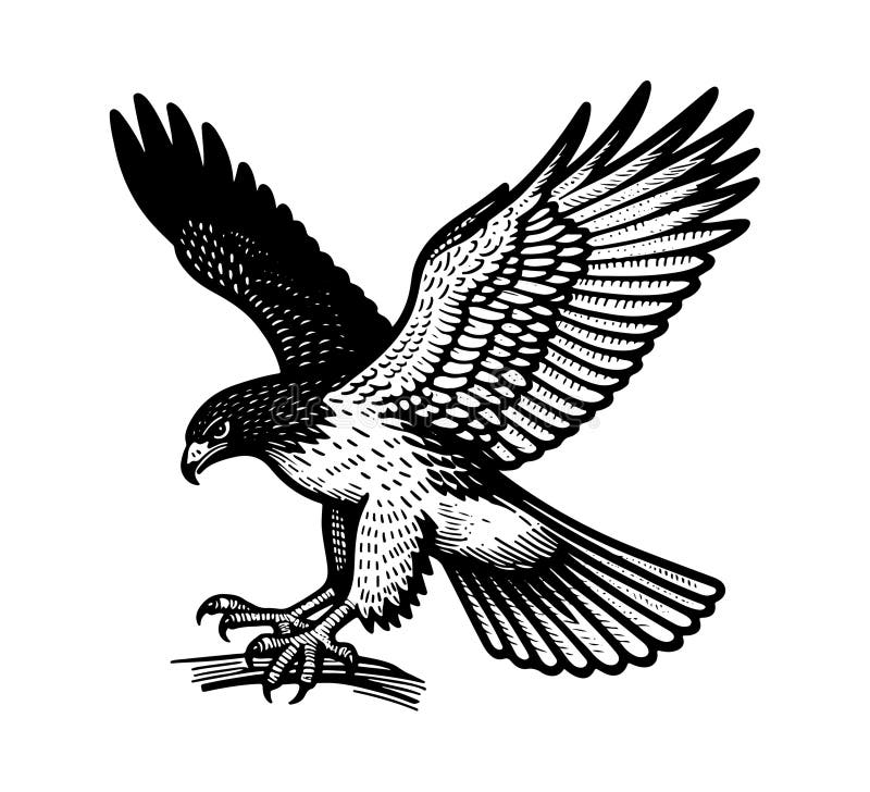 Red-tailed Hawk Hand Drawn Vector Illustration Stock Illustration ...