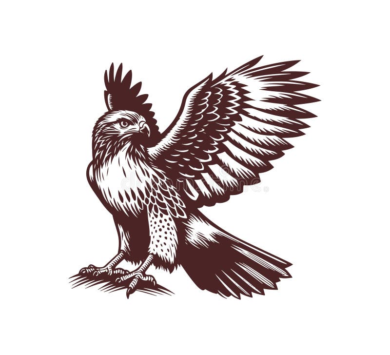 Red-tailed Hawk Hand Drawn Vector Illustration Stock Vector ...