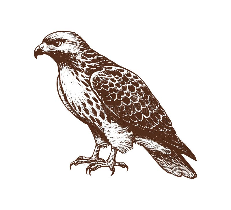 Red-tailed Hawk Hand Drawn Vector Illustration Stock Vector ...