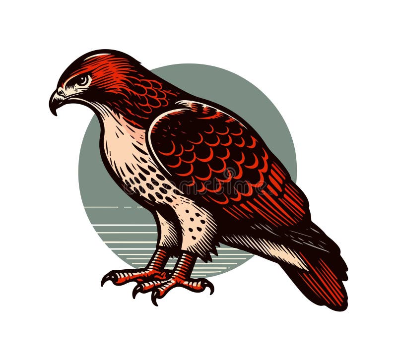 Red-tailed Hawk Hand Drawn Vector Illustration Stock Illustration ...