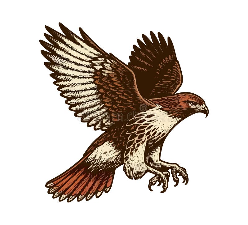 Red-tailed Hawk Hand Drawn Vector Illustration Stock Illustration ...