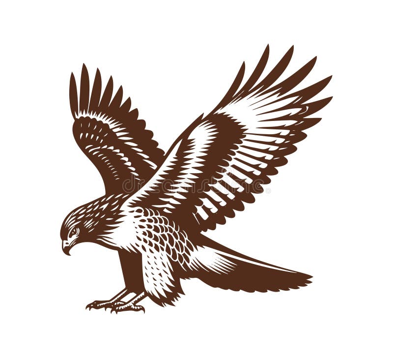 Red-tailed Hawk Hand Drawn Vector Illustration Stock Illustration ...