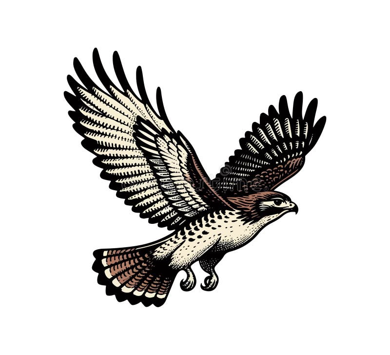 Red-tailed Hawk Hand Drawn Vector Illustration Stock Illustration ...