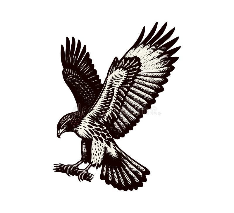 Red-tailed Hawk Hand Drawn Vector Illustration Stock Vector ...