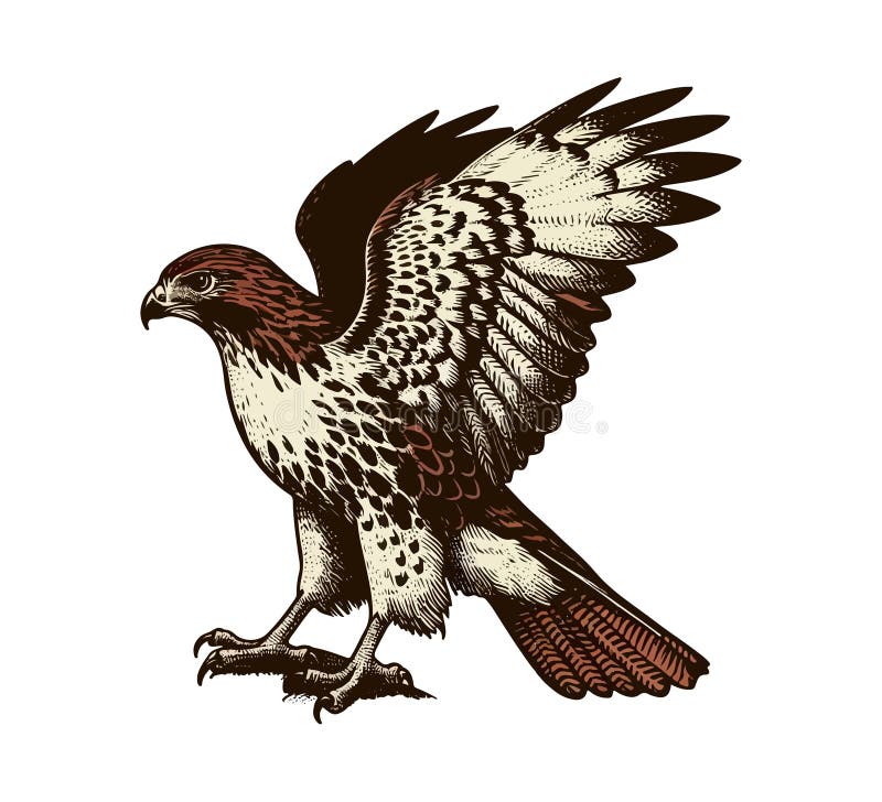 Red-tailed Hawk Hand Drawn Vector Illustration Stock Illustration ...