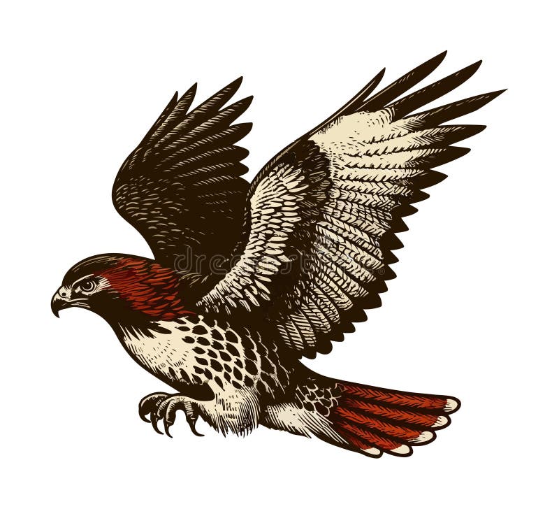 Red-tailed Hawk Hand Drawn Vector Illustration Stock Illustration ...