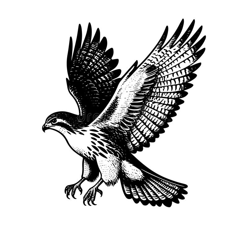 Red-tailed Hawk Hand Drawn Vector Illustration Stock Illustration ...