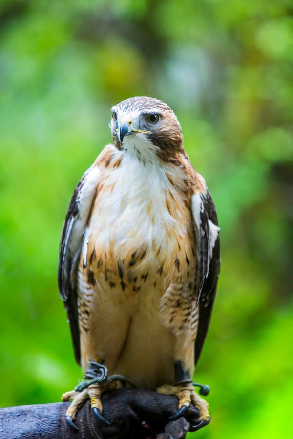 Red Tailed Hawk on Hand of Falconer Stock Image - Image of raptor, claw ...