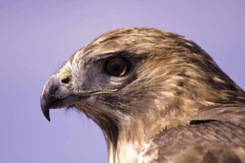 Red Tailed Hawk Head stock image. Image of alert, competition - 7339361