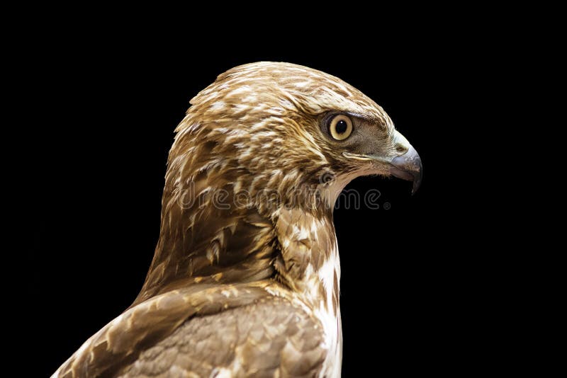 Red Tailed Hawk Head stock photo. Image of chickenhawk - 170265992