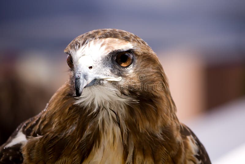 Red Tailed Hawk Head Shot stock photo. Image of predator - 20457826