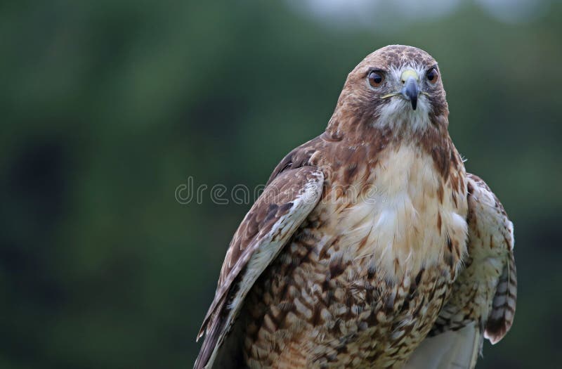 Red-tailed Hawk Head-shot stock image. Image of buteo - 46849851