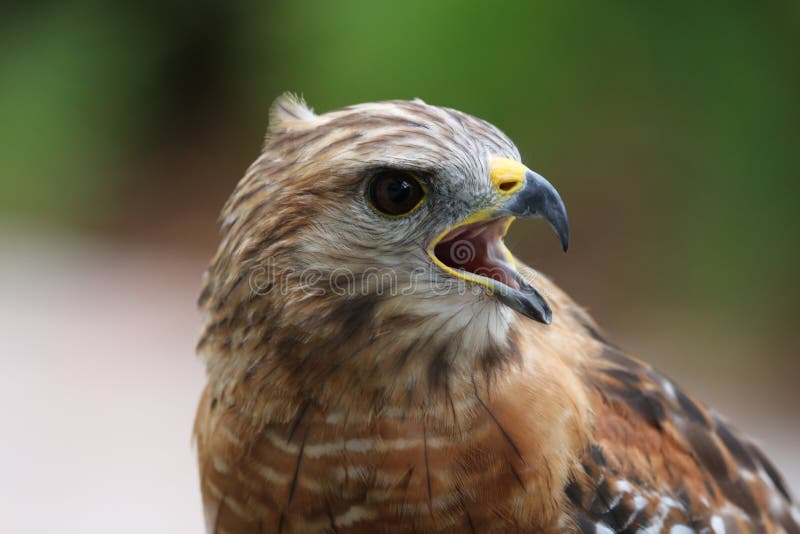 Red Tailed Hawk Head stock image. Image of alert, competition - 7339361